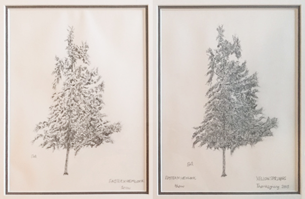 Ewan Anderson exhibitions | Tree drawings