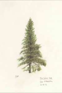 Tree drawings by Ewan W. Anderson
