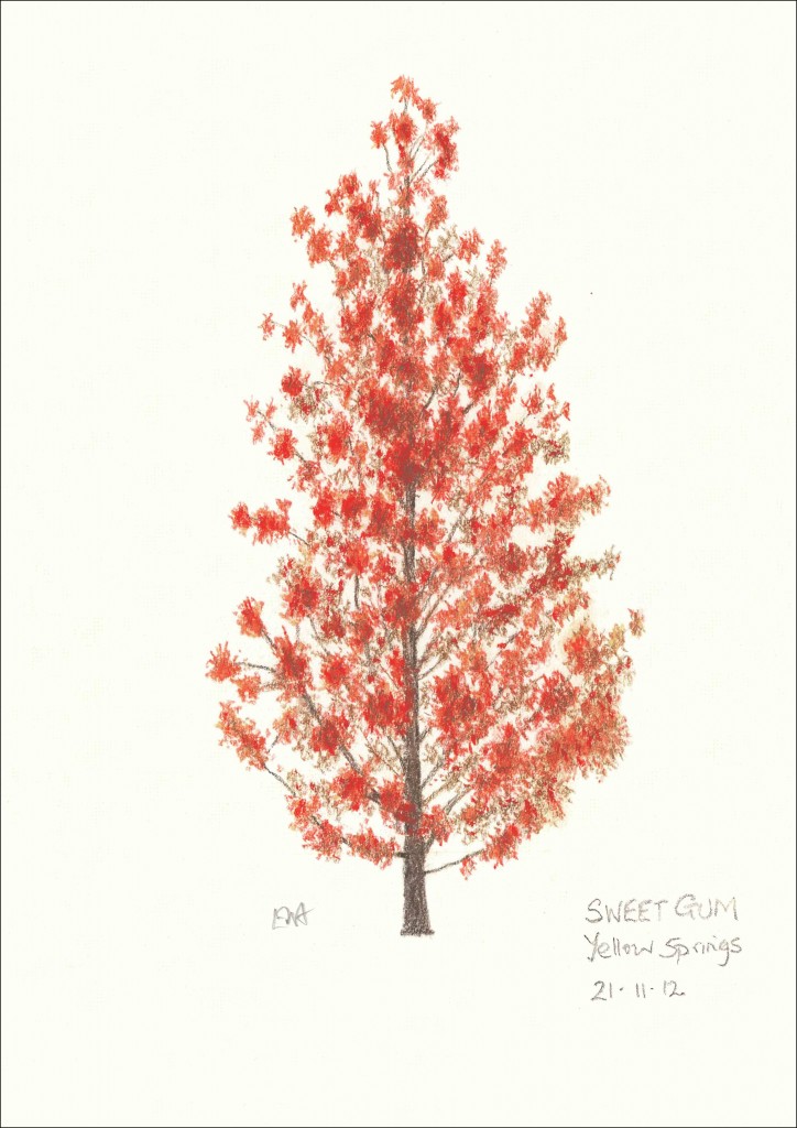 Commission a drawing | Tree drawings