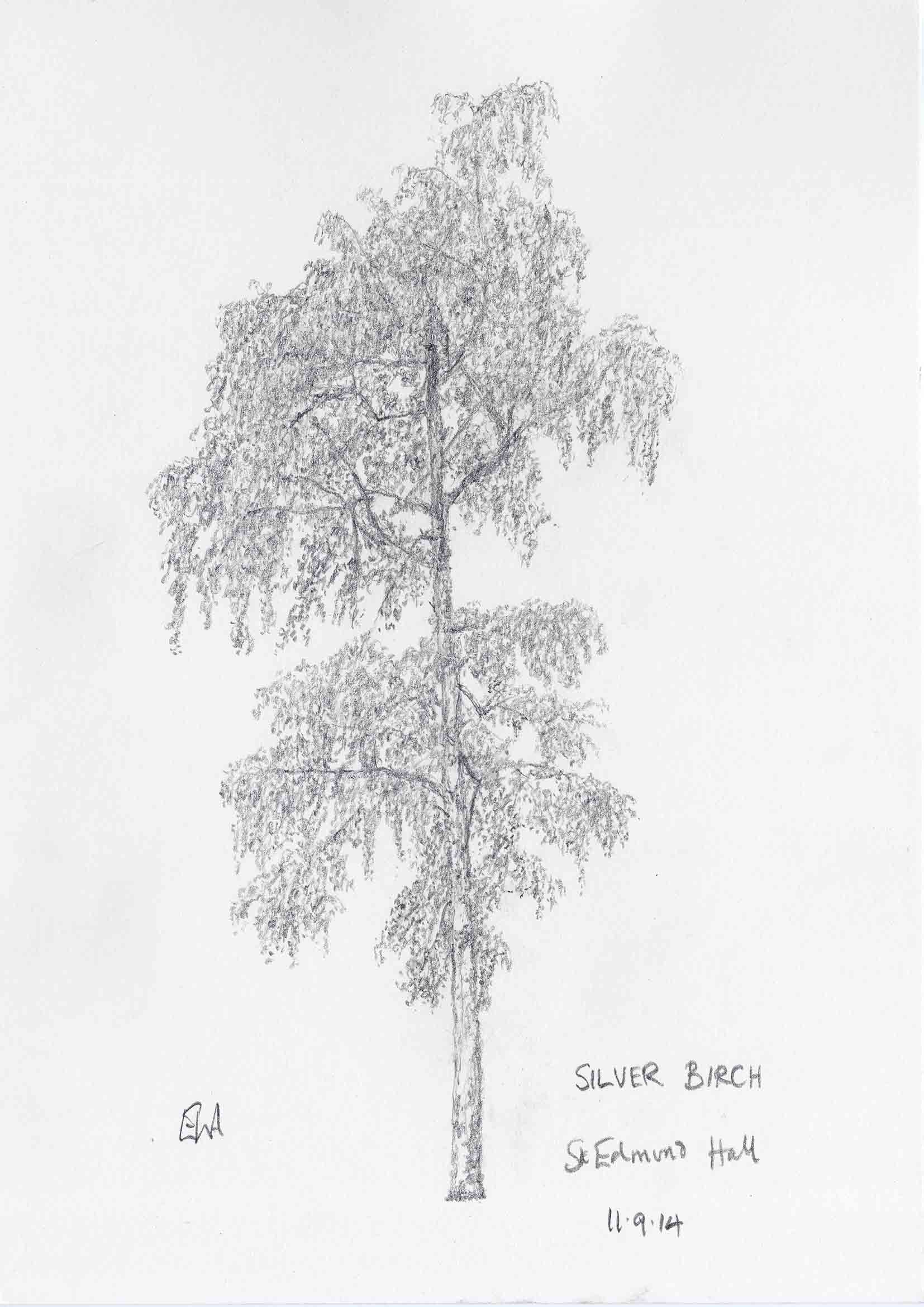 Memorable trees | Tree drawings