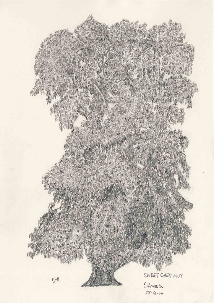 Sidmouth Arboretum | Tree drawings