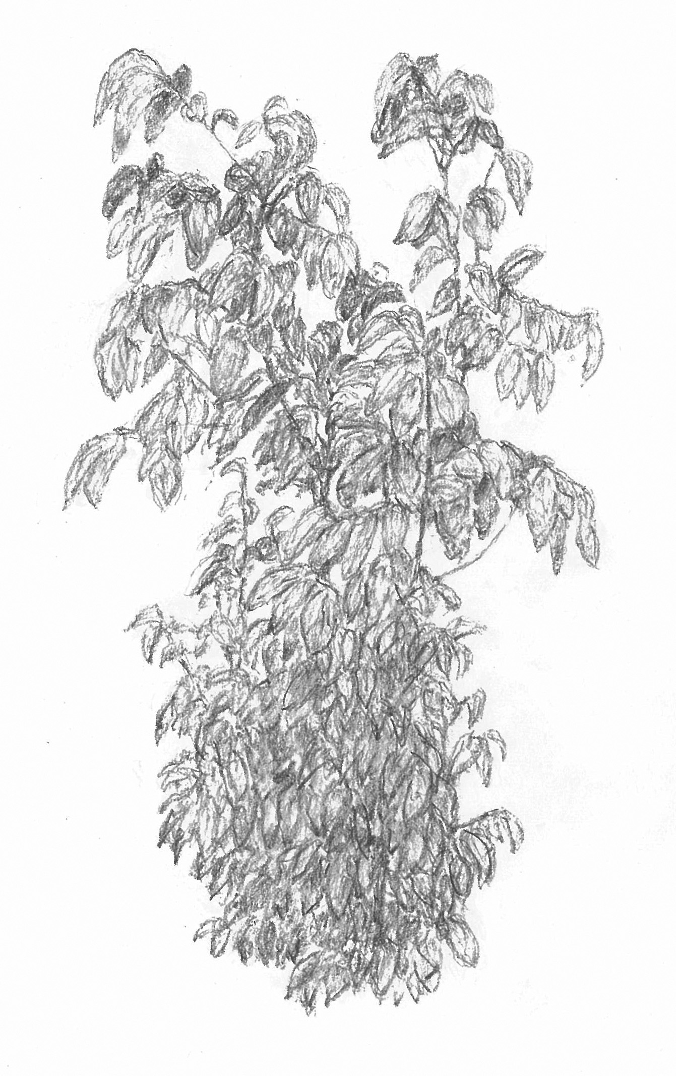 Nature in Art Gallery and Museum | Tree drawings