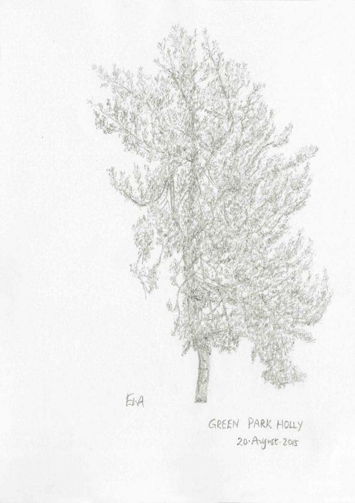 Resident Tree Artist | Tree drawings