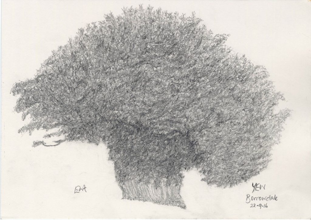 Ancient Yew Trees of Borrowdale | Tree drawings