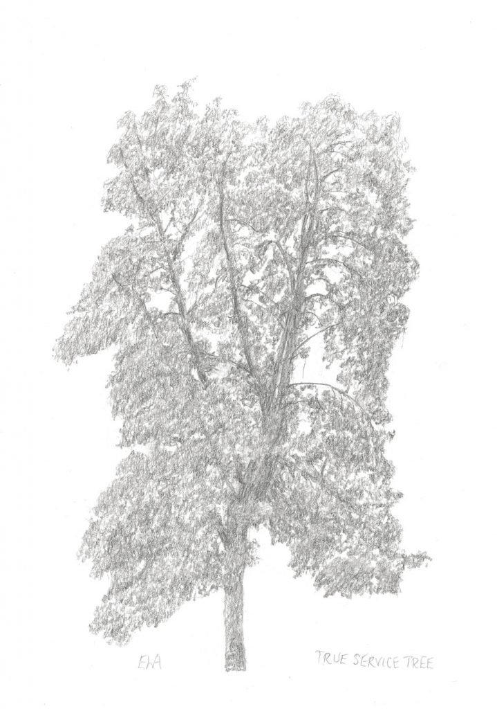 True Service Tree | Tree drawings