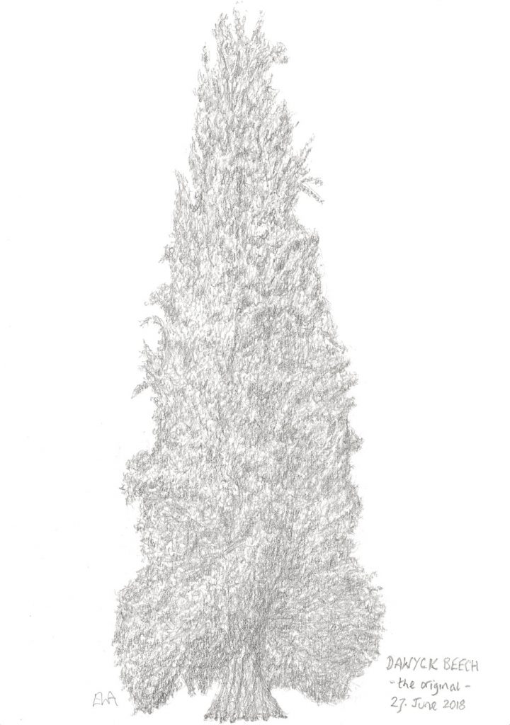 Dawyck Beech | Tree drawings