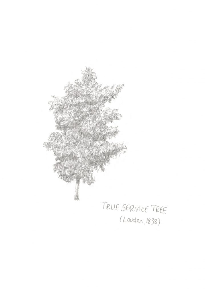 The True Service Tree | Tree drawings