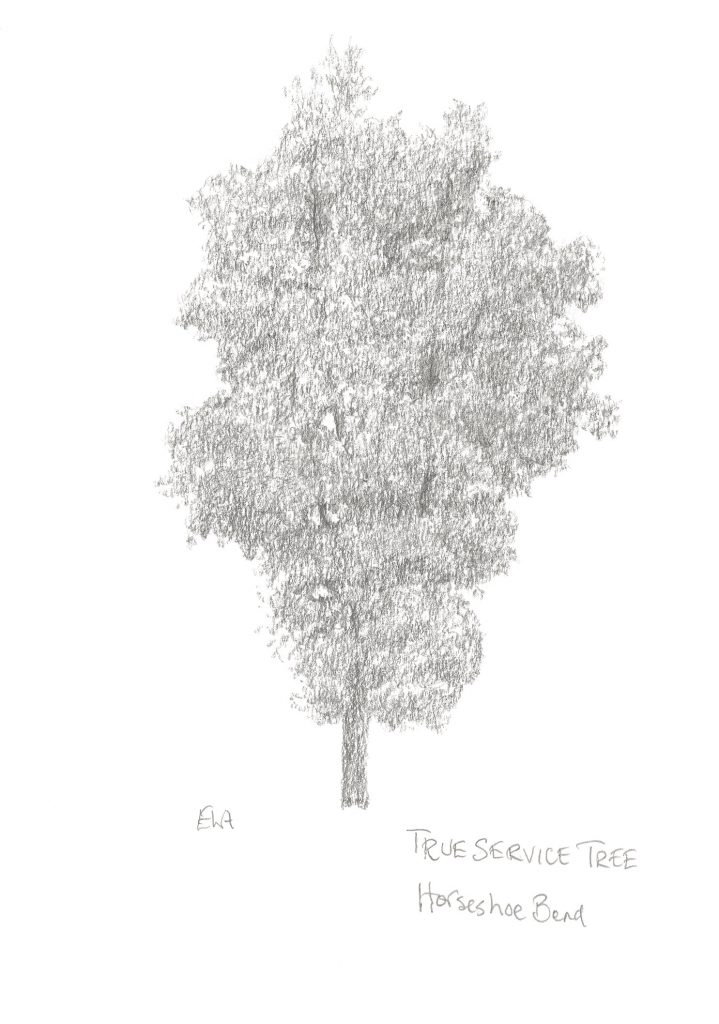 The True Service Tree | Tree drawings